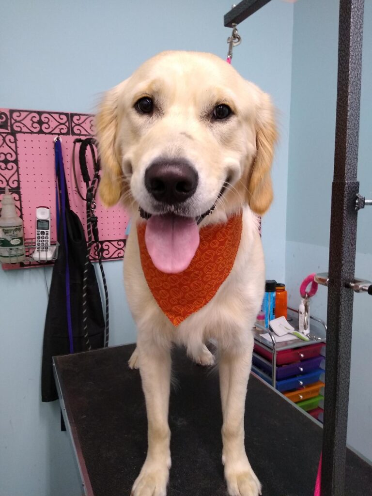 A Pooch Parlor – The Unique Boutique & Pet Spa